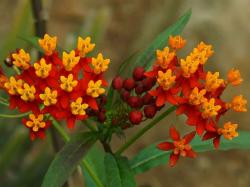 Grčki oleander - asclepias currasavica - SEME