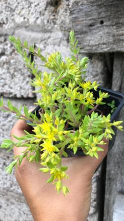 Sedum Sarmentosum