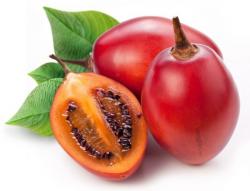 Tamarillo drvo paradajz CRVENI - Tamarilo Solanum betaceum (seme)