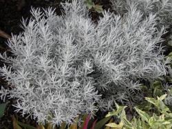 Helichrysum italicum serotinum -smilje