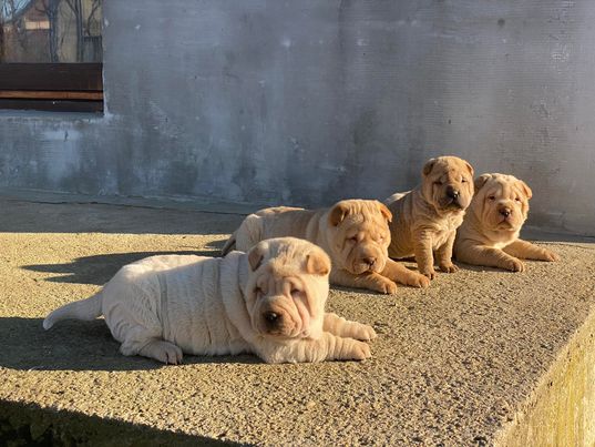 Shar Pei stenci