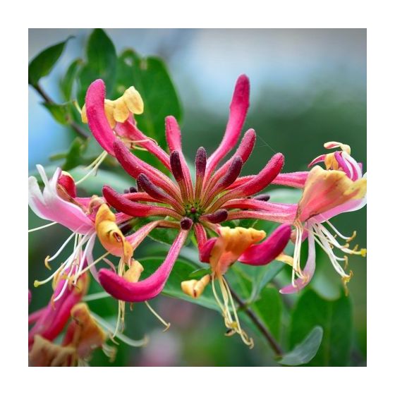 Lonicera periclymenum 'Belgica Select' • C2,5 L • 50/60 cm