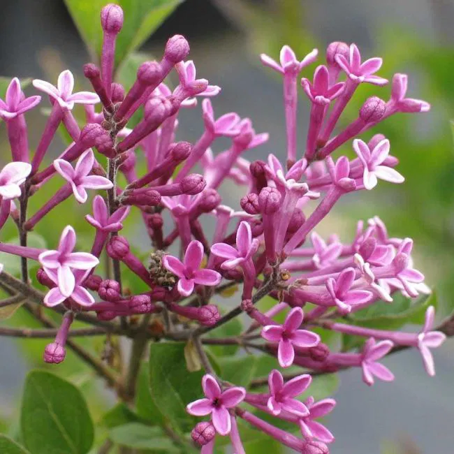 Syringa Bloomerang 'Dark Purple'• C5 L • kalem 50 cm