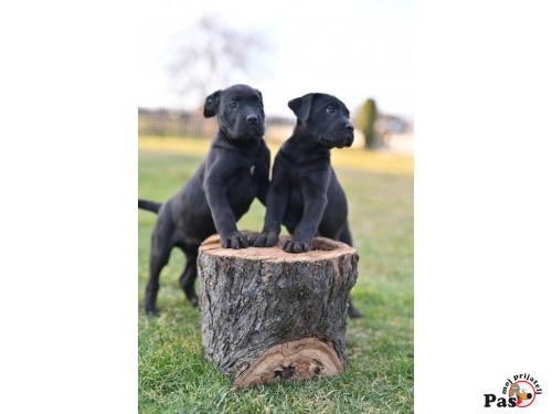 Cane Corso