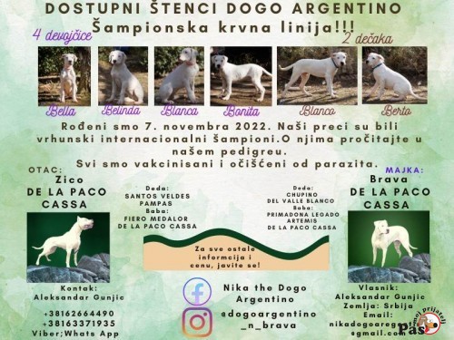 Dogo argentino