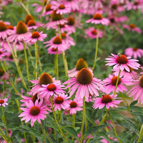 Echinacea purpurea