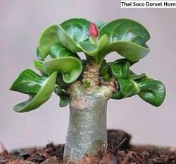 Adenium Thai Socotranum Dorset Horn - 5 semenki