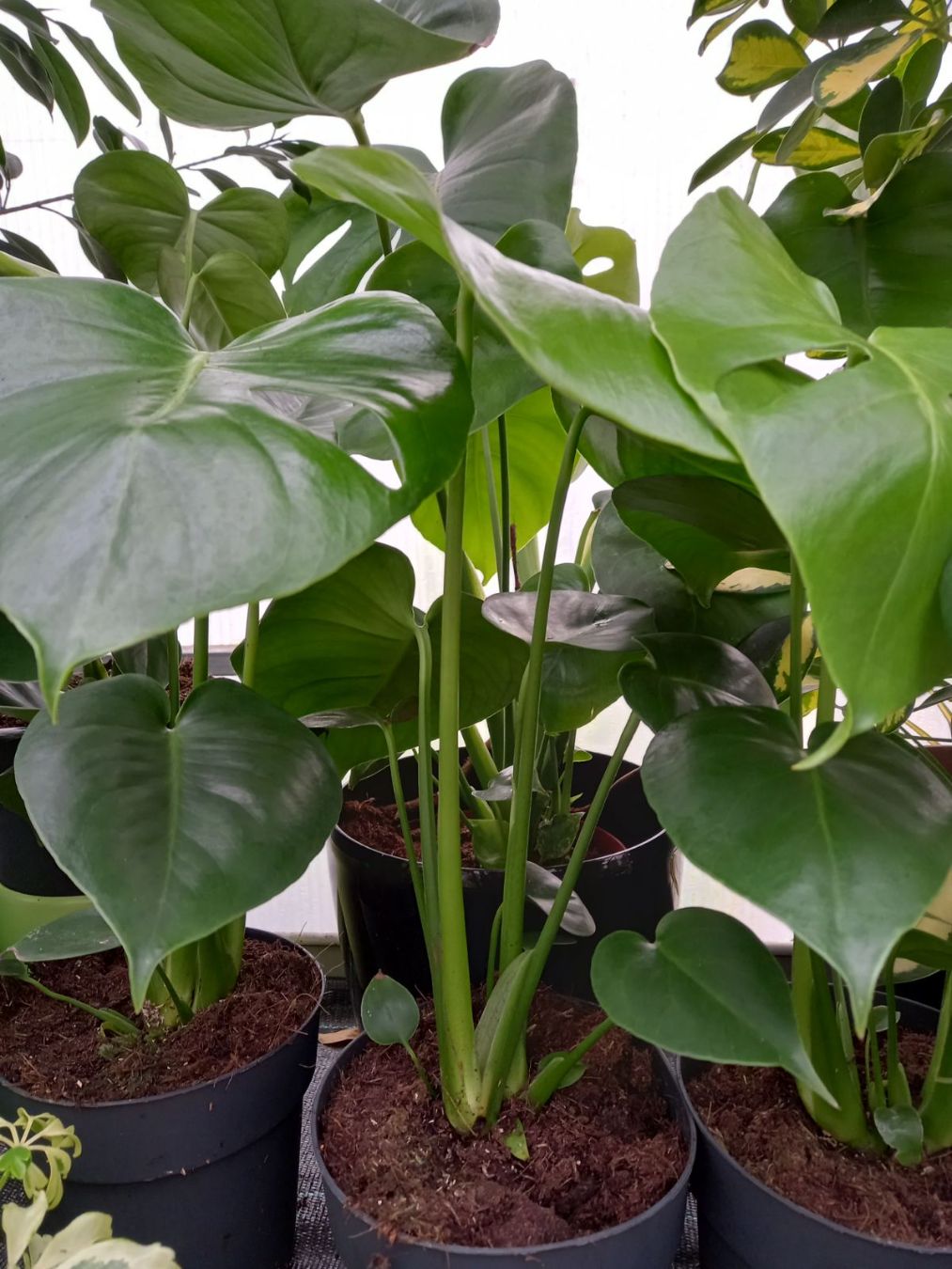 Filadendron, monstera