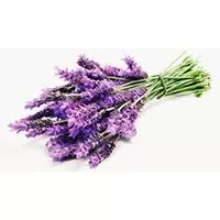 Seme 10 kesica Lavanda primorska Virimax Franchi Sementi