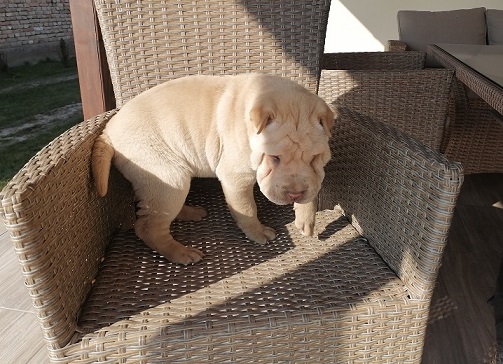 Shar Pei – Šar pej štene