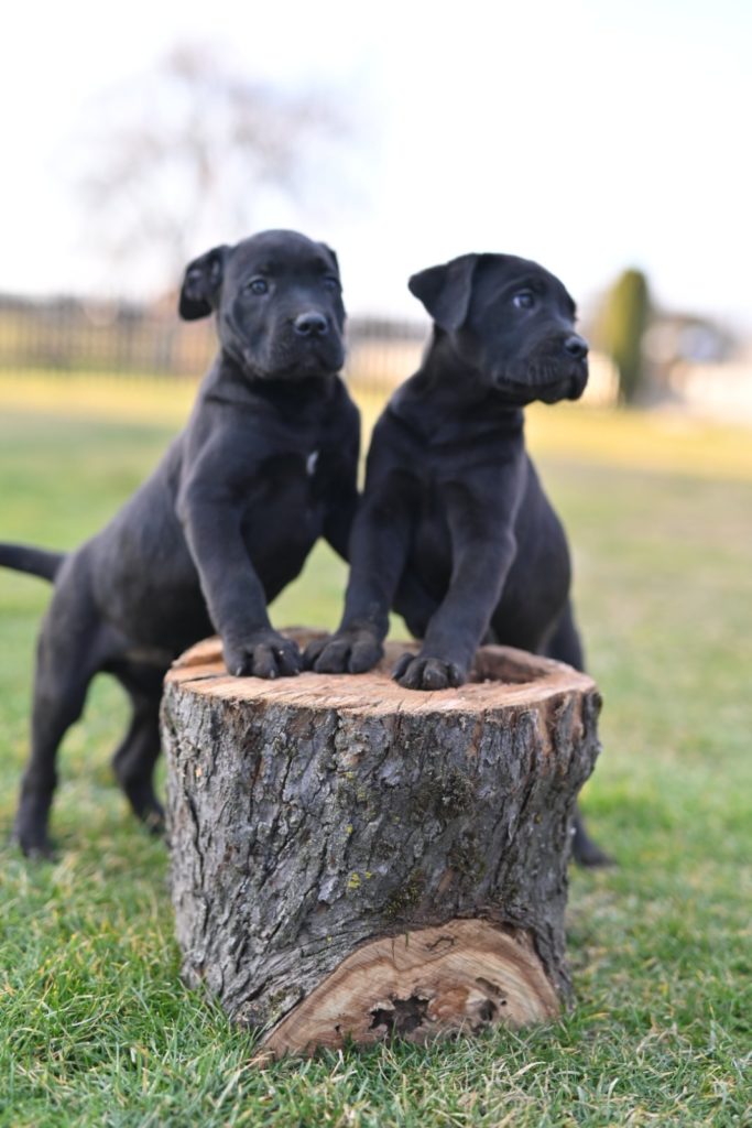 Kane Korso Cane Corso PRELEPI štenci