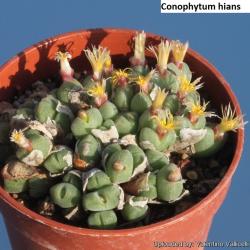 Conophytum hians - 10 semenki