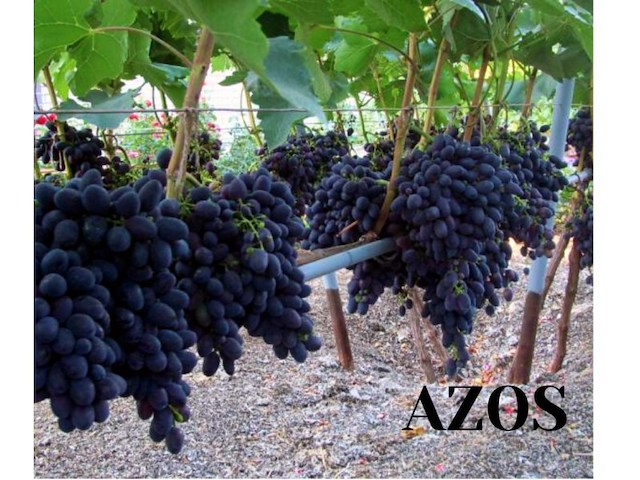 Stono grožđe `   AZOS`-  reznica