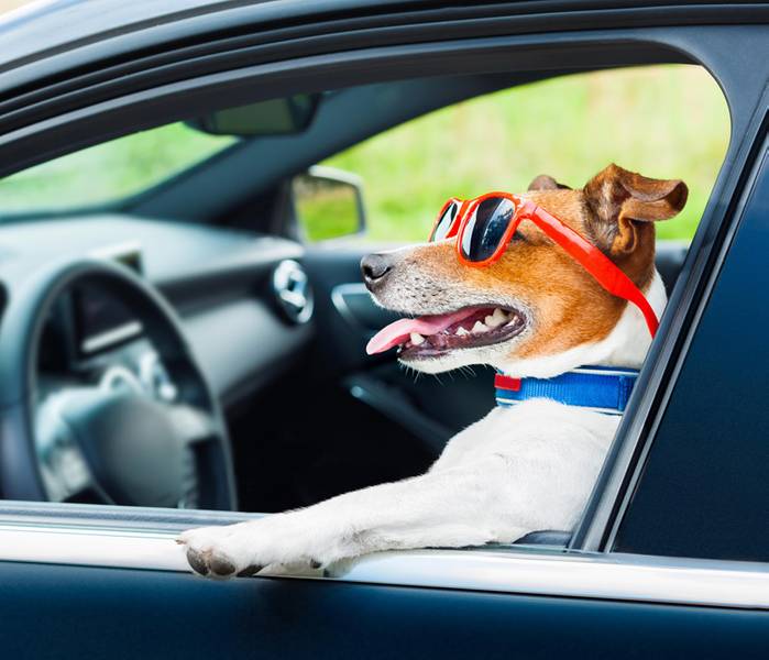 Pet Taxi - Subotica