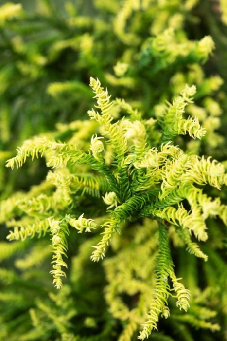 Cryptomeria Japonica Kyara Gold - Zlatni Uvijeni Japanski Kedar