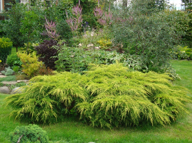 Juniperus Phitzeriana Gold Coast - Polegla Kleka