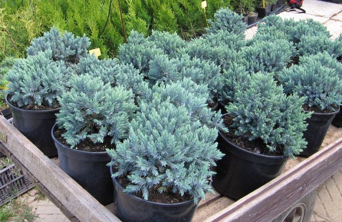 Juniperus Squamata Blue Star - Zvezdasta Plava Kleka