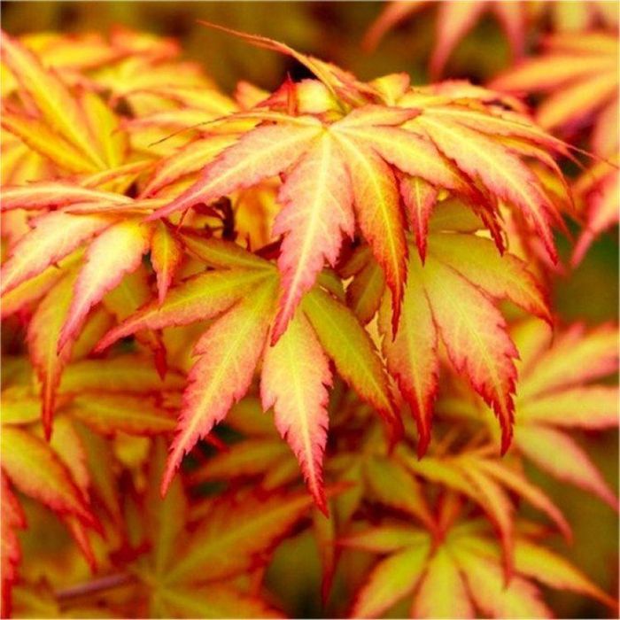 Acer Palmatum Orange Dream-Zlatni Japanski Javor