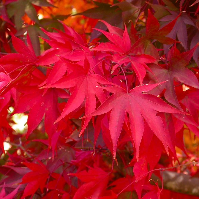 Acer Palmatum Osakazuki - Japanski Javor