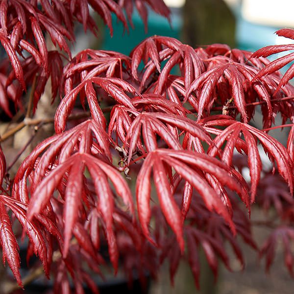 Acer Palmatum Trompenburg - Japanski Javor