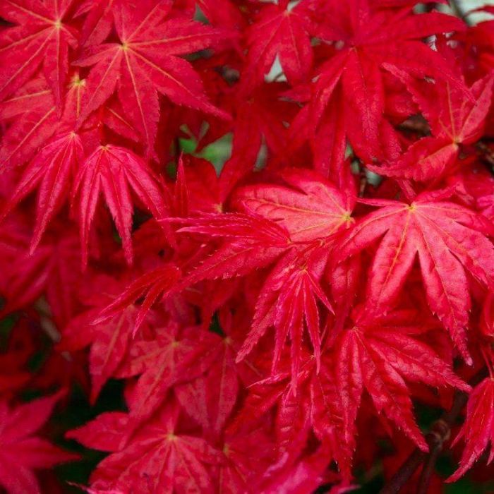 Acer Palmatum Twombly's Red Sentinel - Japanski Javor