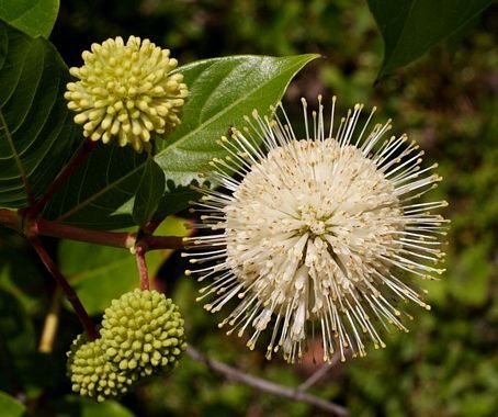 Cephalanthus Occidentalis - Drvo Dugme