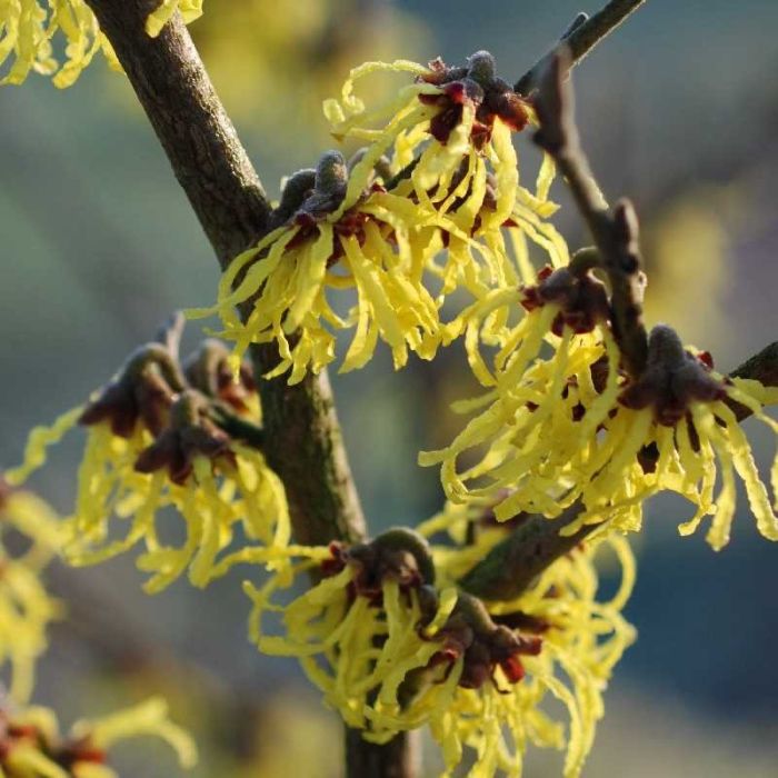 Hamamelis X Intermedia Arnold Promise - Hamamelis