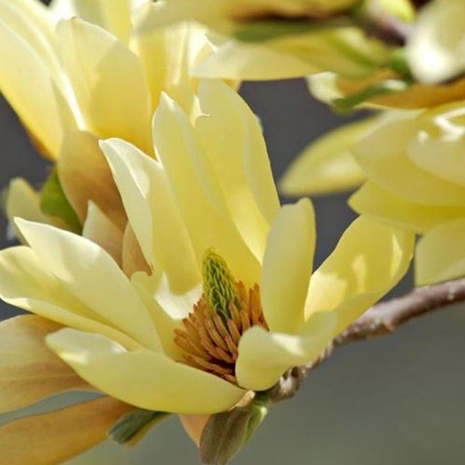 Magnolia Butterflies - Magnolija