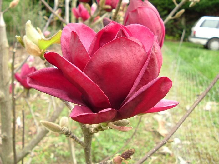 Magnolia Genie - Tamno Ljubičasta Magnolija