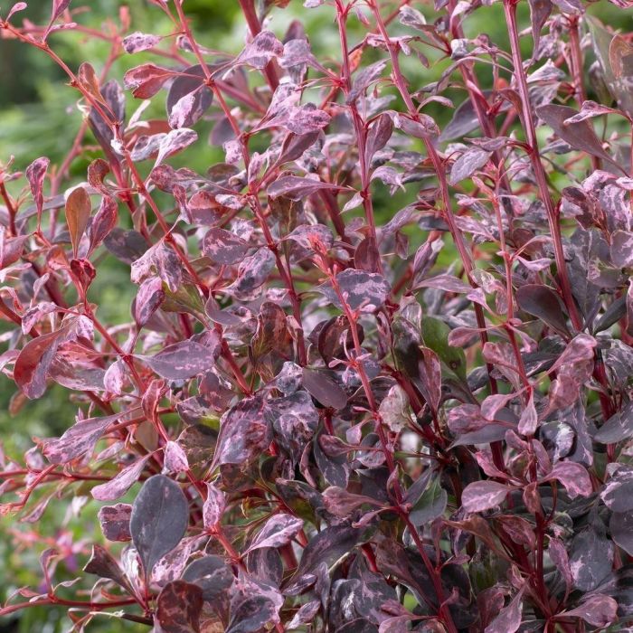 Berberis Thunbergii Rose Glow - Šatirani Berberis