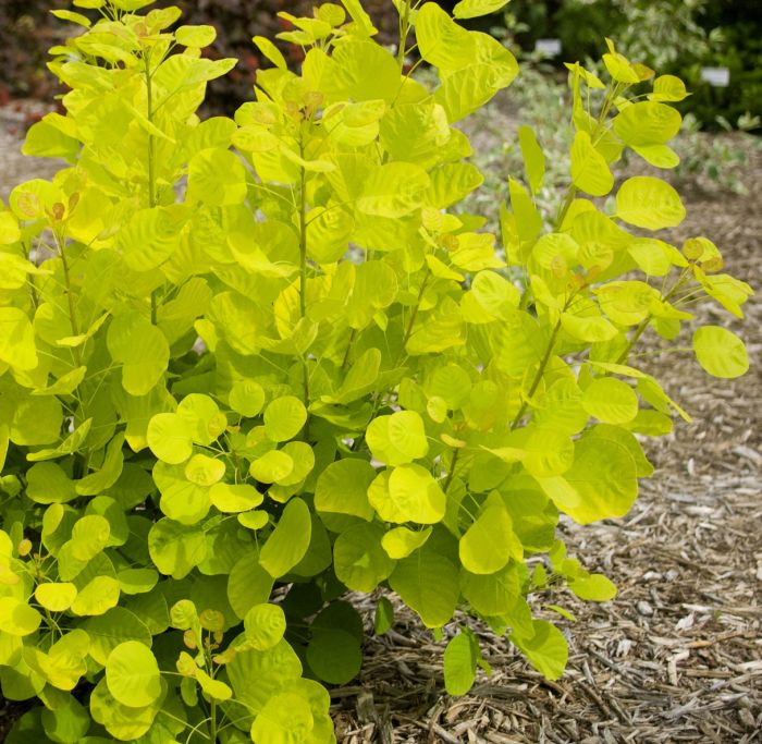 Cotinus Coggygria Golden Spirit - Zlatni Ruj