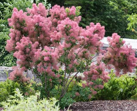 Cotinus Coggygria Smokey Joy - Paperjasti Purpurni Dimni Grm