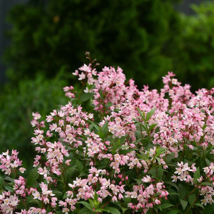 Deutzia Yuki Cherry Blossom - Patuljasta Deucija