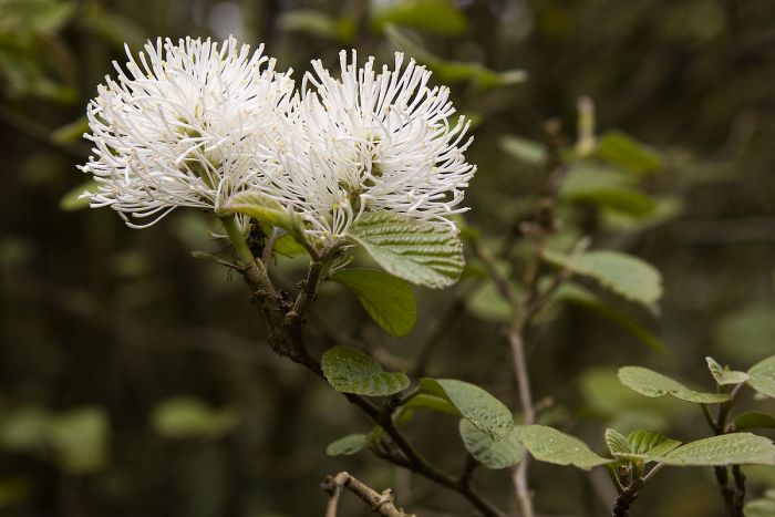 Fothergilla Major - Planinska Veštica Joxa