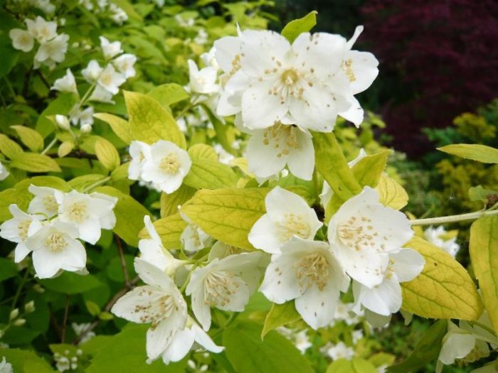 Philadelphus Coronarius Aureus - Zlatni Jasmin