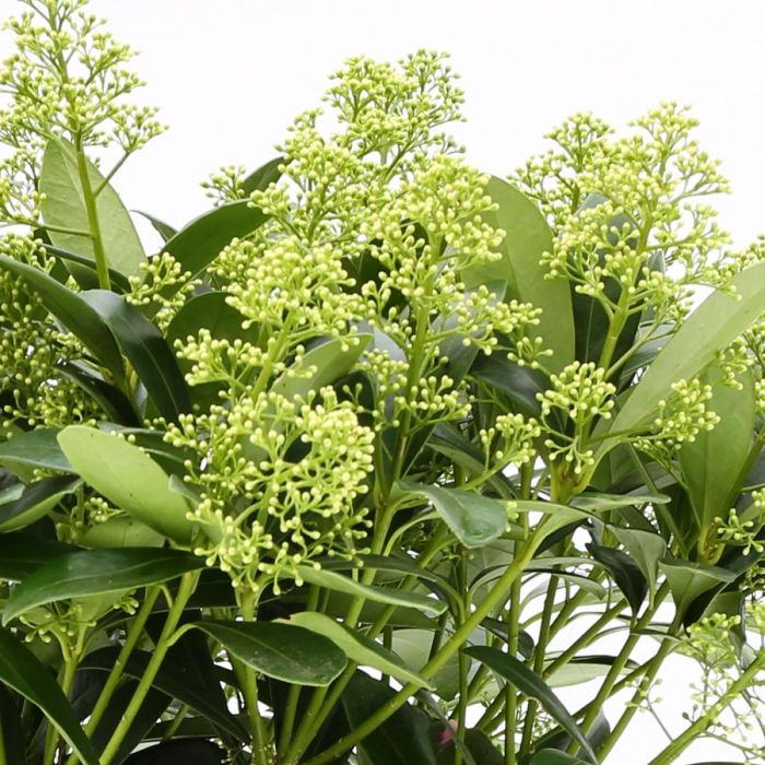 Skimmia Japonica Finchy - Skimija