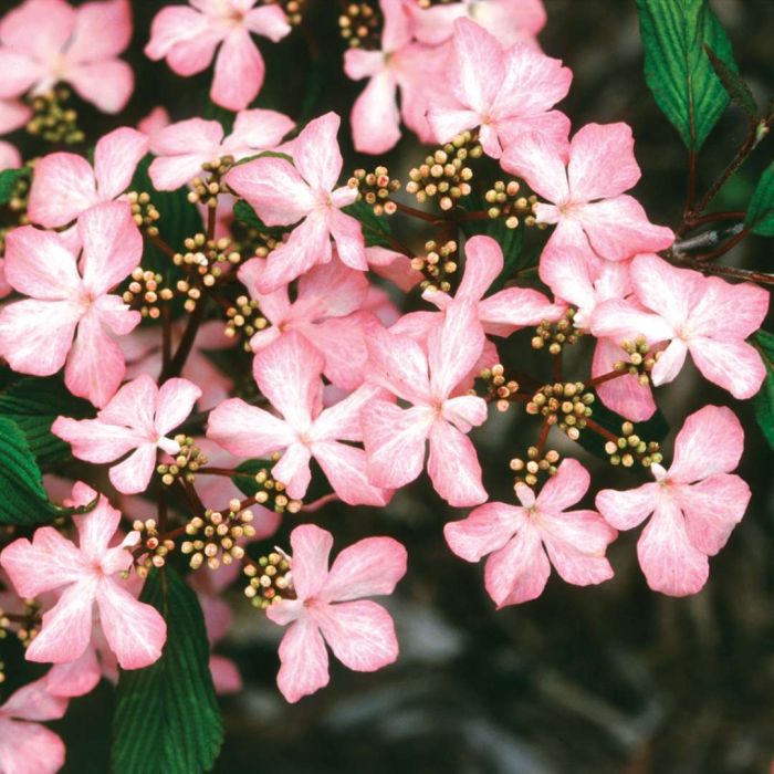 Viburnum Plicatum Molly Schroeder - Viburnum