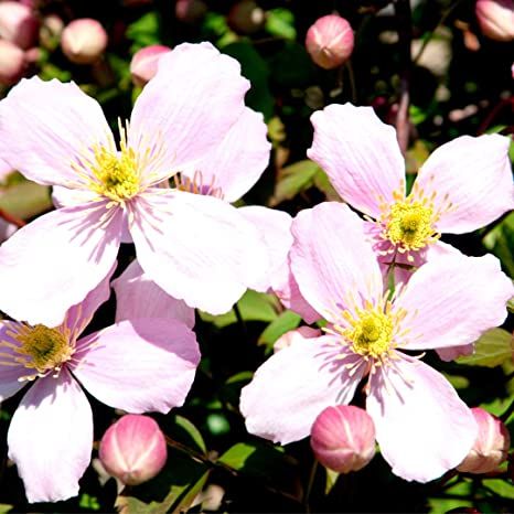 Clematis Montana Elizabeth - Klematis