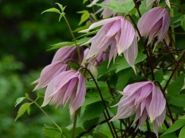 Clematis Pink Dream - Klematis