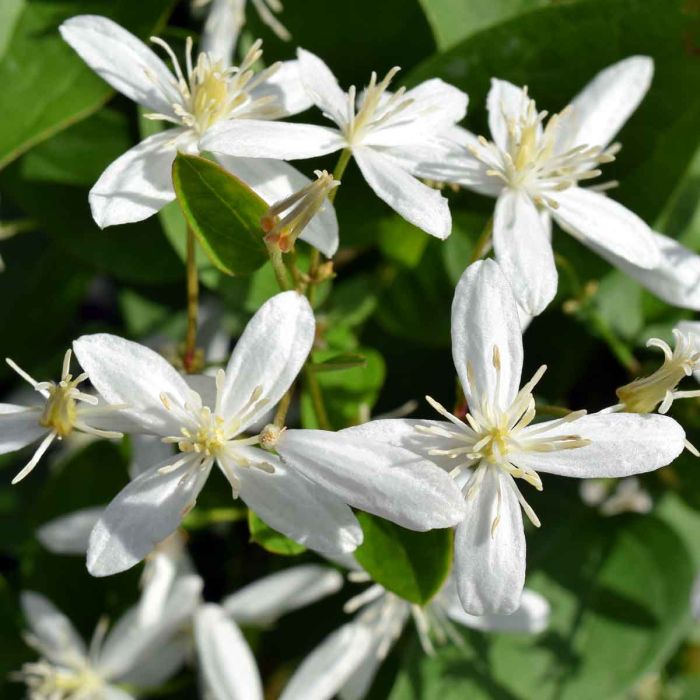 Clematis Terniflora Early Snow - Klematis