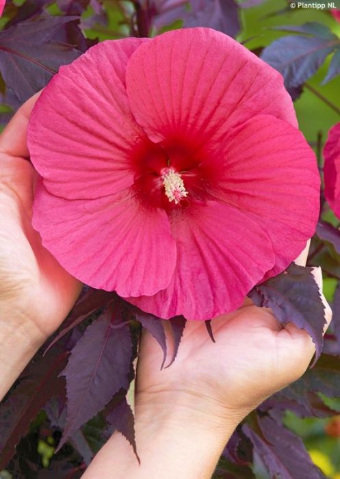 Hibiscus Moscheutos Carrousel Pink Passion - Močvarni Hibiskus