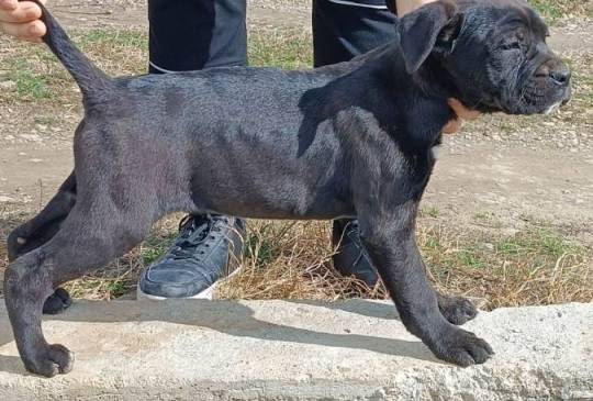 Cane Corso Stenci