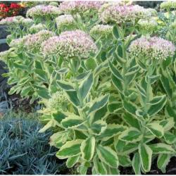 Sedum spectabile variegata- DEBELA KOKA - sarenolisna