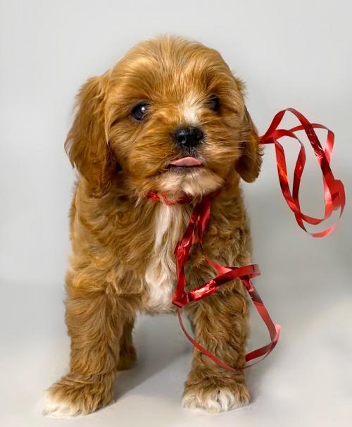 Cavapoo- kavapoo (cavalier+pudla) muzjak