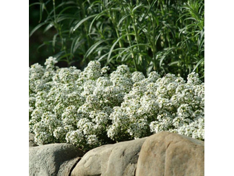Cveće Medeni Cvet beli - seme 5 kesica Franchi Sementi Virimax