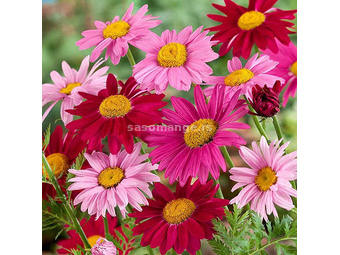 Margareta Robinsons mešavina - seme za cveće 10 kesica Franchi Sementi Virimax