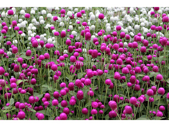 Seme za cveće Gomfrena mešavina - 10 kesica Virimax Franchi Sementi