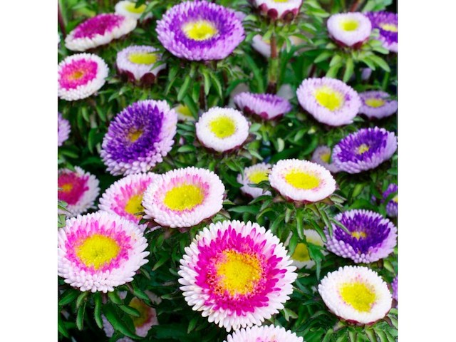 Aster, Lepa Kata `Hi-no-maru` (Callistephus chinensis)