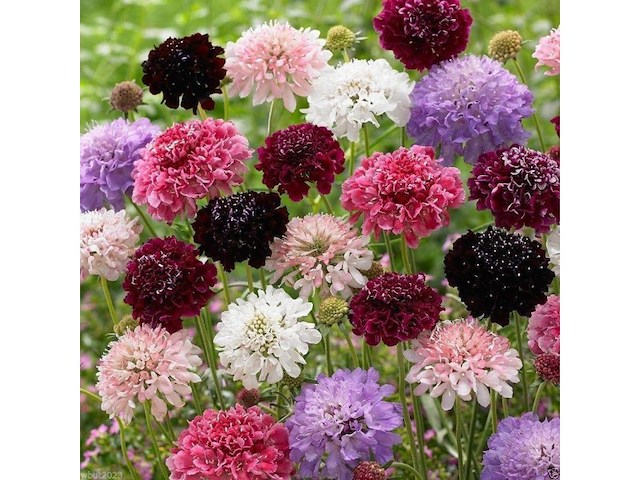 Skabioza, Udovičica Mix (Scabiosa atropurpurea)