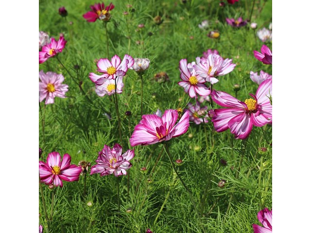 Kosmos `Fizzy Rose Picotee` (Cosmos bipinnatus)